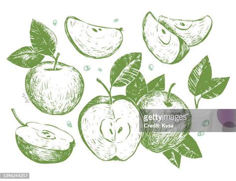 Green Apples Drawing High Res Vector Graphic Getty Images