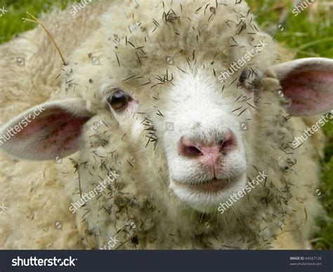 Razor Sheep Sheep Grazing In A Meadow In The Peruvian Andes Stock
