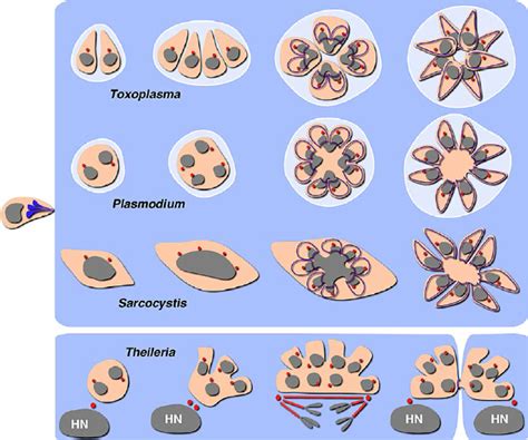 The Flexibility Of Apicomplexan Cell Division Schematic Outline Of Cell