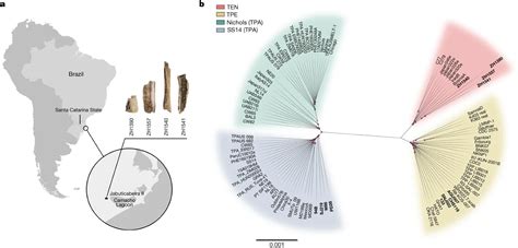 Ancient Brazilian Genomes May Hold The Secrets Of Treponemal Evolutionary History American