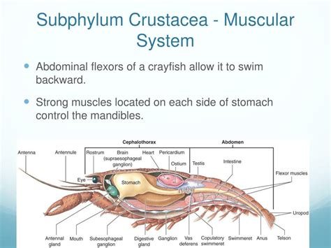 Ppt Crustaceans Powerpoint Presentation Free Download Id610201