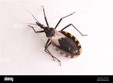 Kissing Bug Chagas Disease Vector Triatomine Human Health Emerging