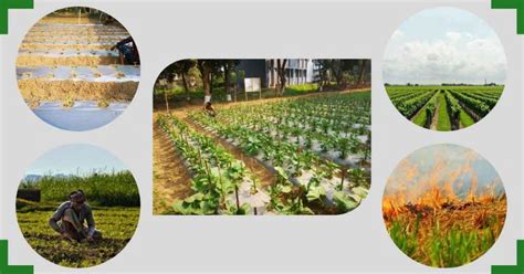 Effective Preventive Weed Control Methods Strategies For Yield
