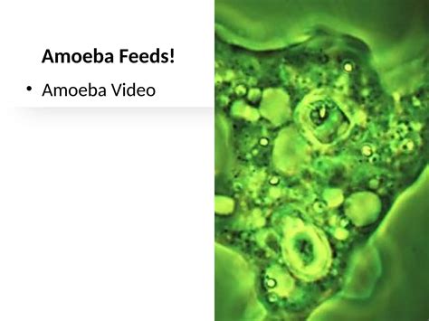 Learning About Single Celled Organisms Pptx