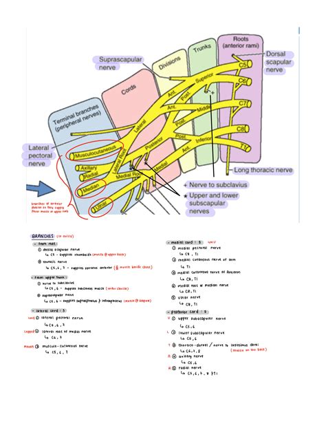 Solution Brachial Plexus Anatomy Study Notes Studypool Solution Brachial Plexus Anatomy Study Notes Studypool