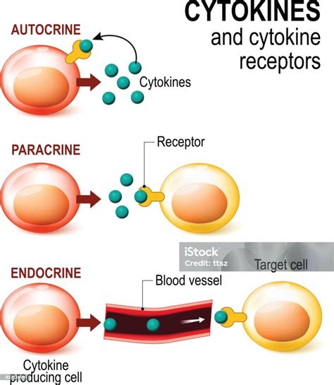 Cytokine 수용 체입니다 신호 변환 사이토카인에 대한 스톡 벡터 아트 및 기타 이미지 사이토카인 T도움세포 건강