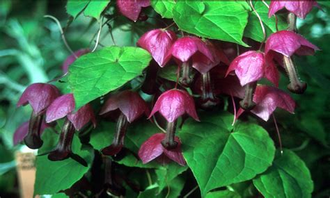 Feast Your Eyes On The World S Sexiest Plants