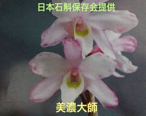 セッコク 美濃の華セルフ まだら覆輪花 コンペ葉美濃大師富貴蘭 石斛 長生蘭の落札情報詳細 ヤフオク落札価格検索 オークフリー