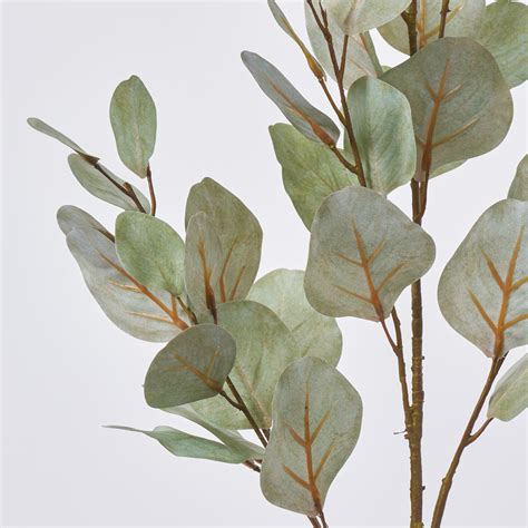 Bleached Green Silver Dollar Eucalyptus Branch Spray 34 Darby
