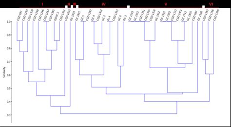 dendrogram of cowpea genotypes based on jaccard s similarity matrix
