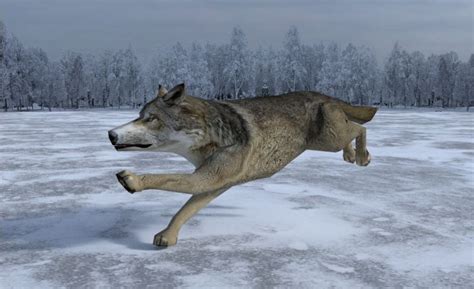 Gray Wolf 3d Model 12 Blend Fbx Max Unitypackage Free3d