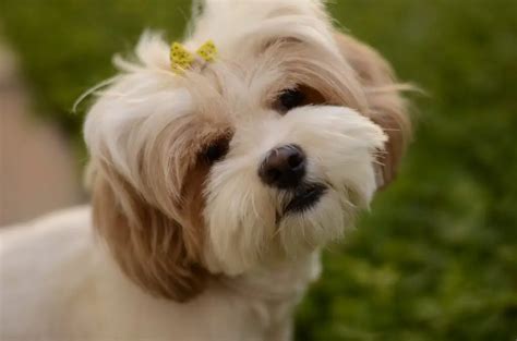 Does A Dog Stop Bleeding After Mating