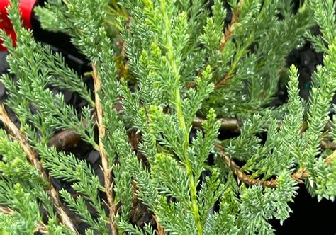 Creeping Juniper Woody Warehouse Nursery Inc Lizton In