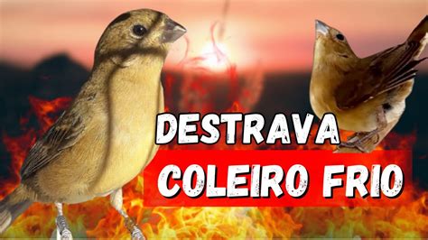 Piado de Fêmea de Coleiro para Esquentar Coleiro YouTube