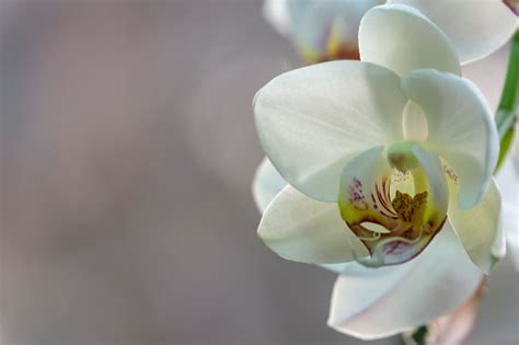 아름 다운 흰색 Phalaenopsis 난초 꽃입니다 호 접 나 방 난초 또는 Phal입니다 갈색 회색 Bokeh 배경에 빛에