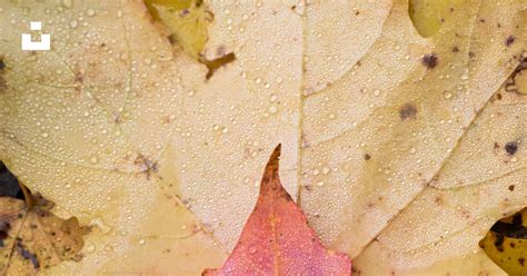 갈색과 빨간색 단풍 나무 잎 사진 Unsplash의 무료 라이스터스타운 이미지