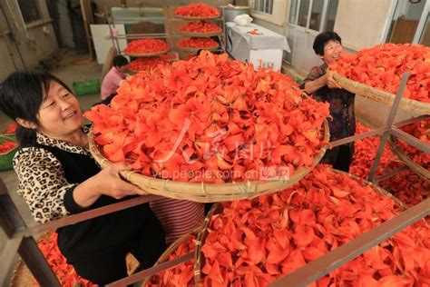 山东荣成花卉产业促乡村振兴 人民图片网