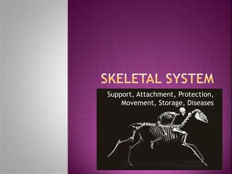 PPT Amazing Bones The Human Skeleton Unveiled PowerPoint Presentation ID 2041122