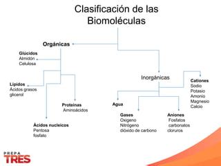 Clase De BiomolÉculas Funciones Y Ejemplos Pdf