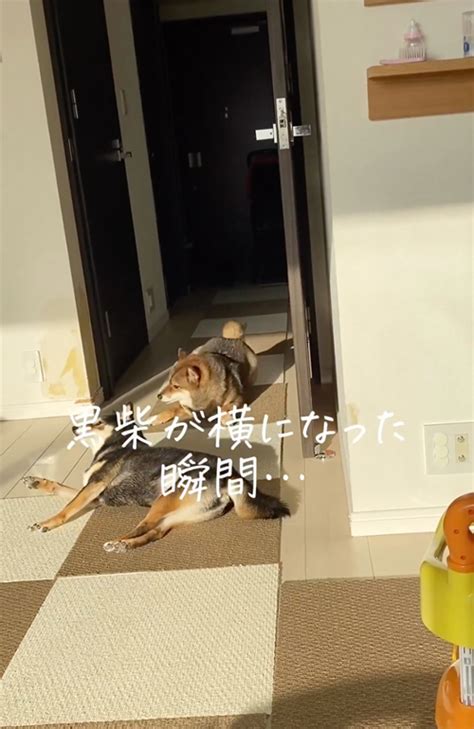 遊んでほしい柴犬とスルーしまくる柴犬がまるでコント 「怪獣みたいでかわいい」「観ていて吹き出したw」と爆笑の声 ねとらぼ ねとらぼ