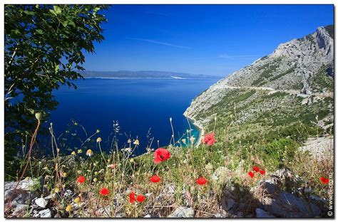 Пейзаж с маками морем и горой