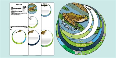 New Frog Life Cycle Circles Booklet Teacher Made