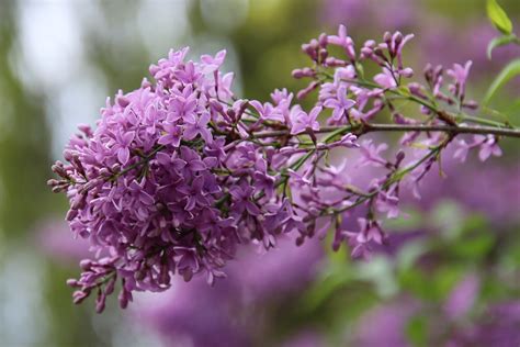 라일락 꽃 봄 Pixabay의 무료 사진 Pixabay