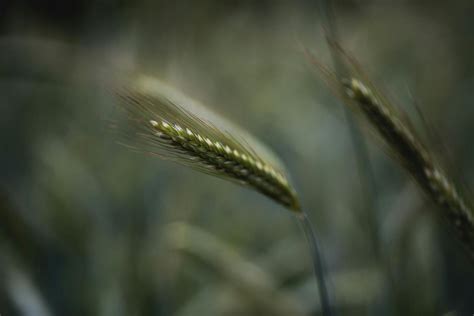 Abnormal Grain Growth Predicted With Ai And Machine Learning