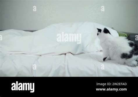 Domestic White Black Cat Sits On The Bed Near The Sleeping Owner Who Is