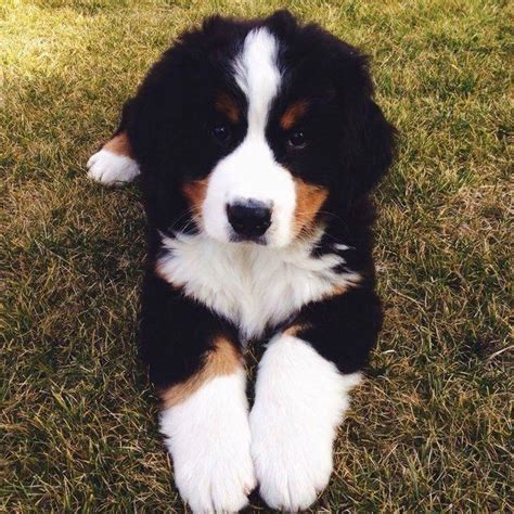 Hier Ist Ein Berner Sennenhund Welpen Weil Wenn Wir Ehrlich Sind Sie