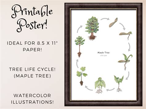 Maple Tree Life Cycle Poster Printable Classroom Poster Homebabe Decor Biology Wall Art