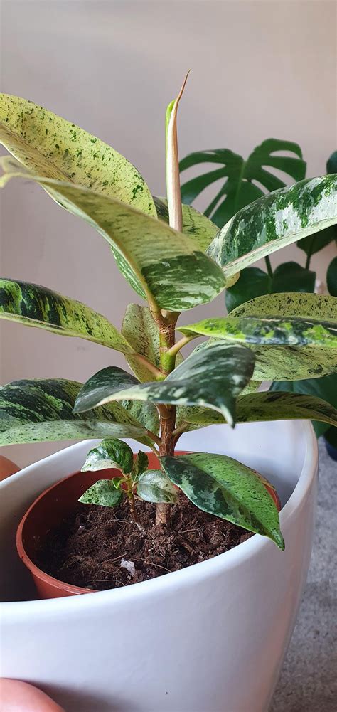 Ficus Shivereana Propagation R Ficustrees