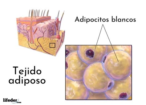 Tejido adiposo características funciones estructura tipos