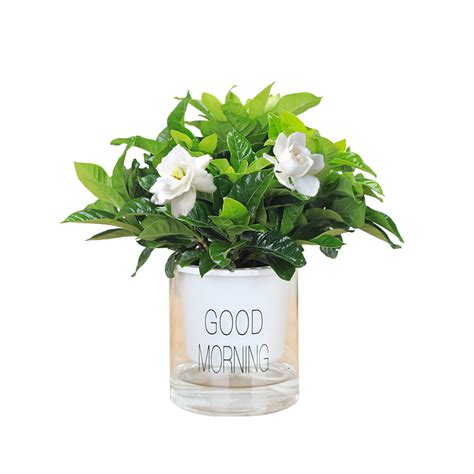 发财树栀子花室内好养绿植小盆栽花卉绿萝水培富贵竹多肉植物芦荟 虎窝淘