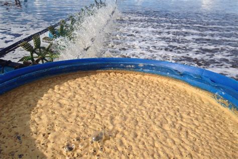 Ph N Bi T S Kh C Nhau Gi A Men Vi Sinh B T V Men Vi Sinh N C