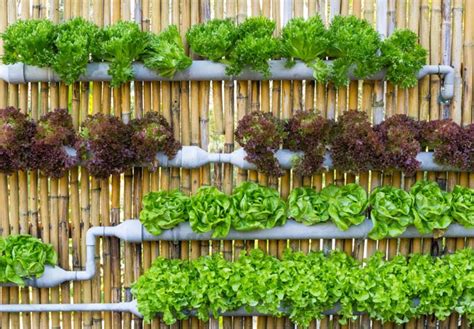 Vertical Vegetable Garden Ideas Quiet Corner