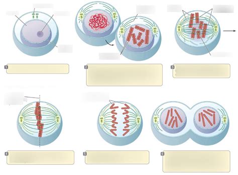 Mitosis Diagram Quizlet