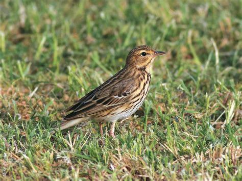 Tree Pipit