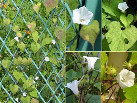 野山の草花木々の花植物検索図鑑 マメアサガオ
