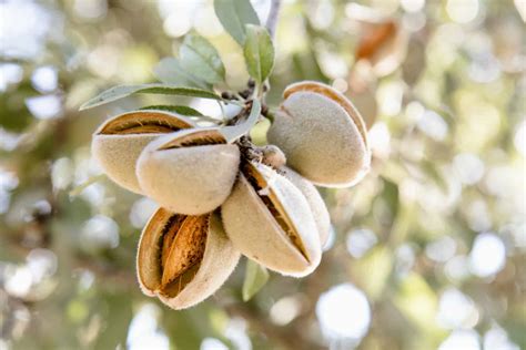 How To Grow Almond Plant
