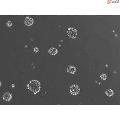 Ready To Use 3d Human Hepatic Stellate Cell Monoculture Spheroids