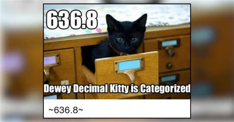 24 Wholesome Memes Of Library Felines Who Truly Understand Reading