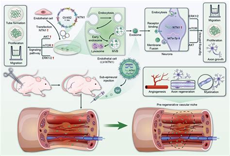我国学者在周围神经损伤修复研究方面取得进展 生物通