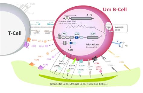 The Microenvironment Stimuli On Cll B Cells And Aid Expression