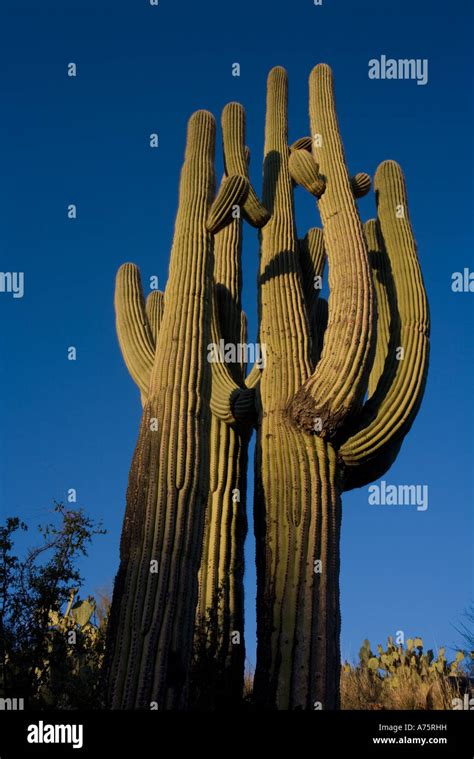 Saguaro Kaktus Carnegiea Gigantea Sonora Wüste Arizona USA