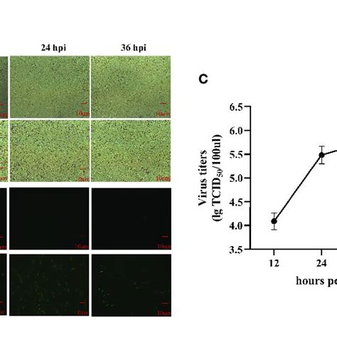 Characteristics Of Defs Following Dhav 1 Infection A Morphology Of