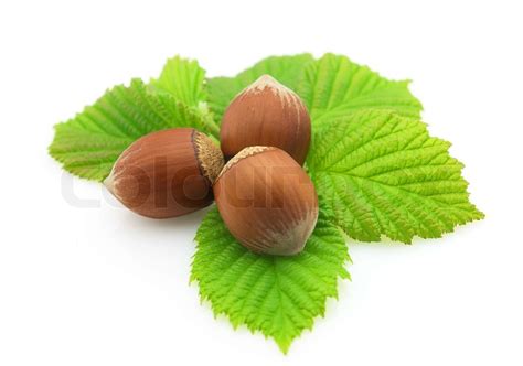 Hazelnuts With Leaves Stock Image Colourbox