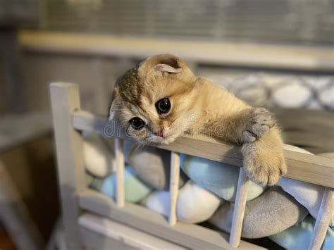 Closeup Shot Of A Cute Scottish Fold In A Bed Stock Image Image Of