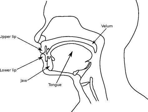 Figure 11 From A Deep Belief Network For The Acoustic Articulatory