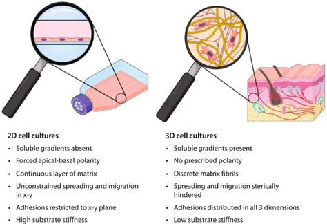 Is It The Right Time To Advance From 2d 3d Cell Culture Facellitate